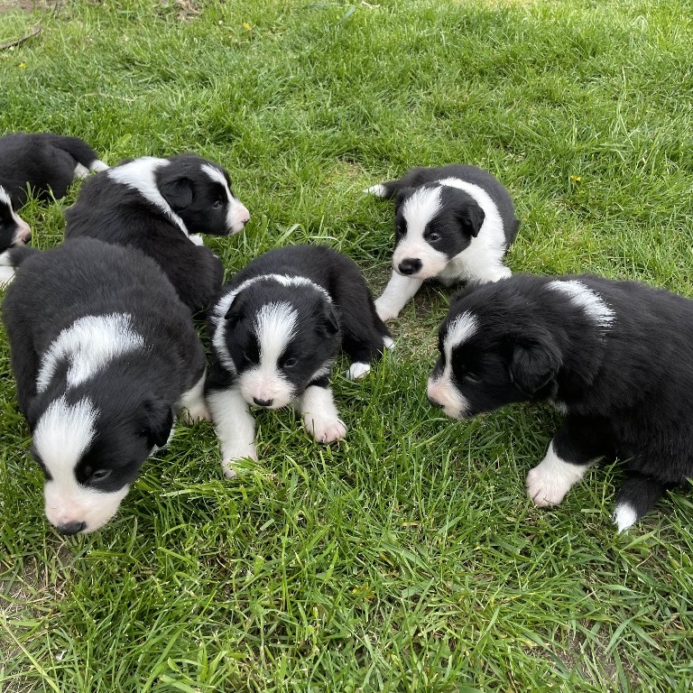 Szczeniaki Border Collie | Odrzywół | Ogłoszenie na Allegro Lokalnie Szczeniaki Border Collie | Odrzywół | Ogłoszenie na Allegro Lokalnie