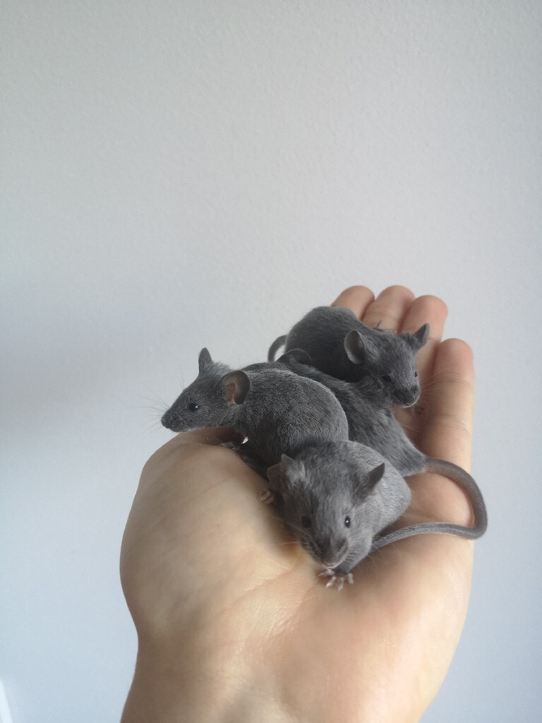 Myszy Rasowe, Myszki Rasowe, Myszy, Myszki | Olsztyn | Ogłoszenie na ...