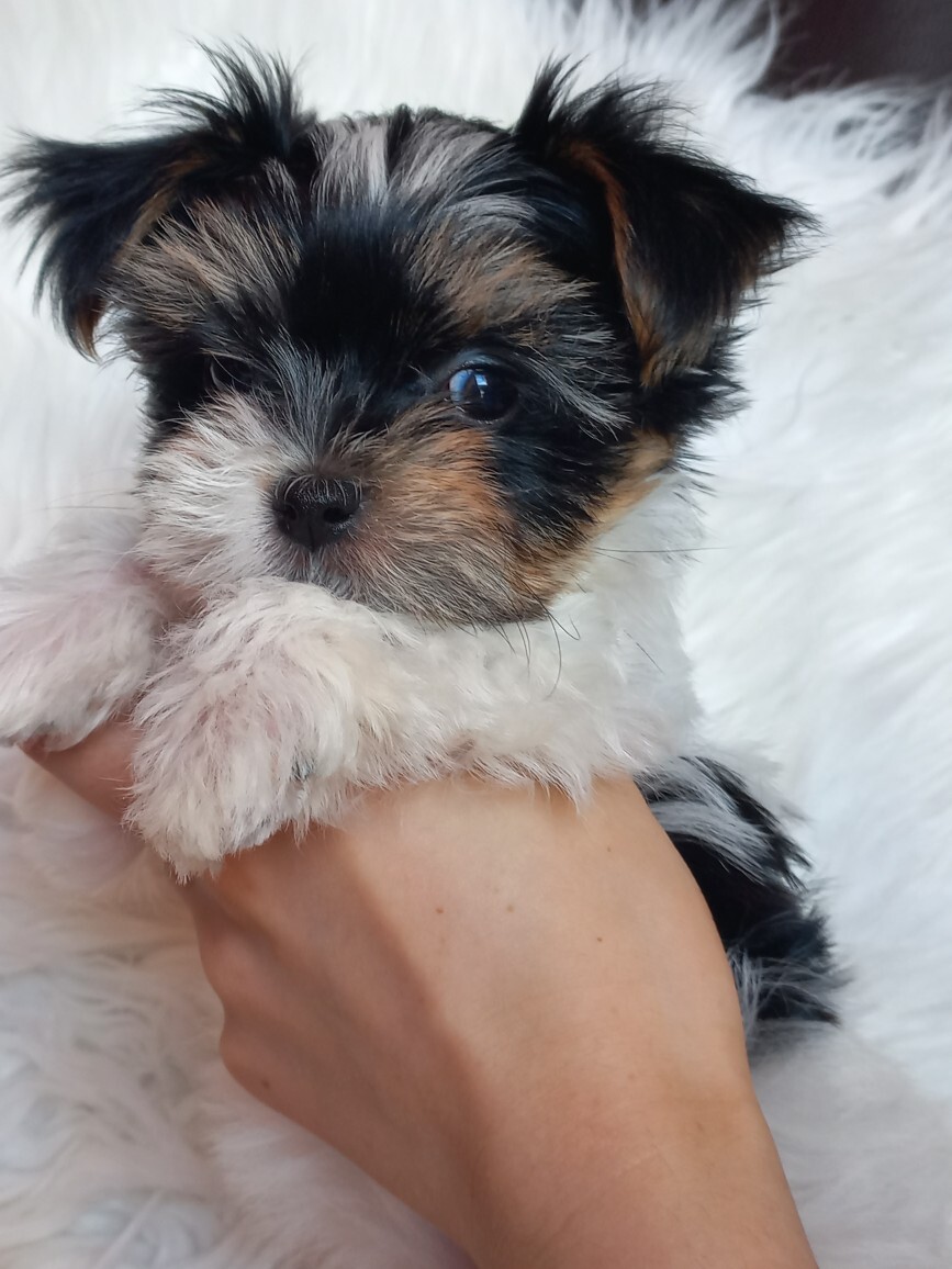 Szukasz "! York Yorka Pies" w Szczeniaki do adopcji, oddania i na sprzedaż