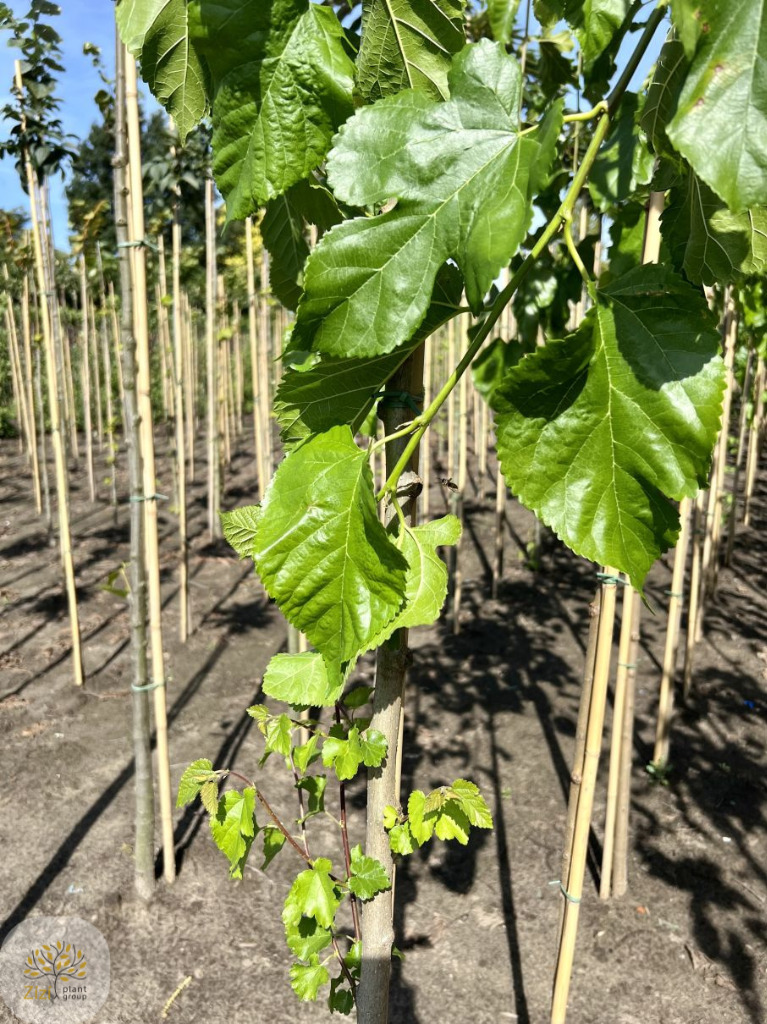 Morwa Biała / 'Pendula' / Szczep.200cm Obw.6-10cm | Sękocin Stary ...