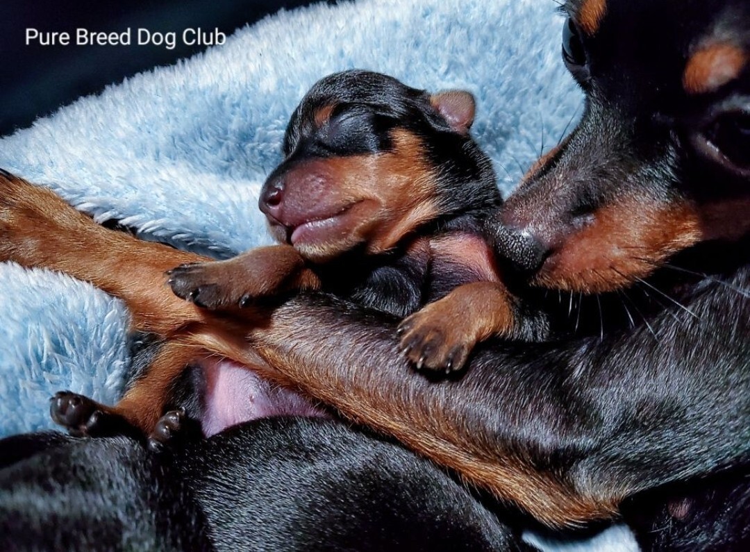 Praski Ratler - najmniejsza rasa psów - ratlerek | Gliwice | Ogłoszenie ...
