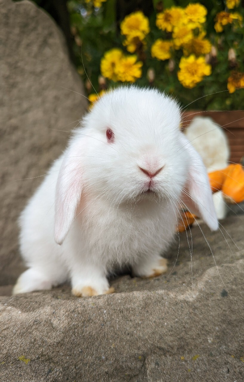 MINI LOP - królik miniaturka karzełek baranek | Tarnów | Ogłoszenie na ...