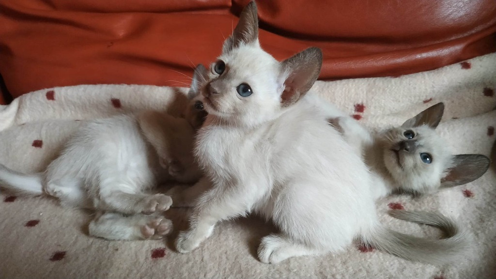 kot,koty, kotki, kocięta tonkijskie | Wlewsk | Ogłoszenie na Allegro Lokalnie