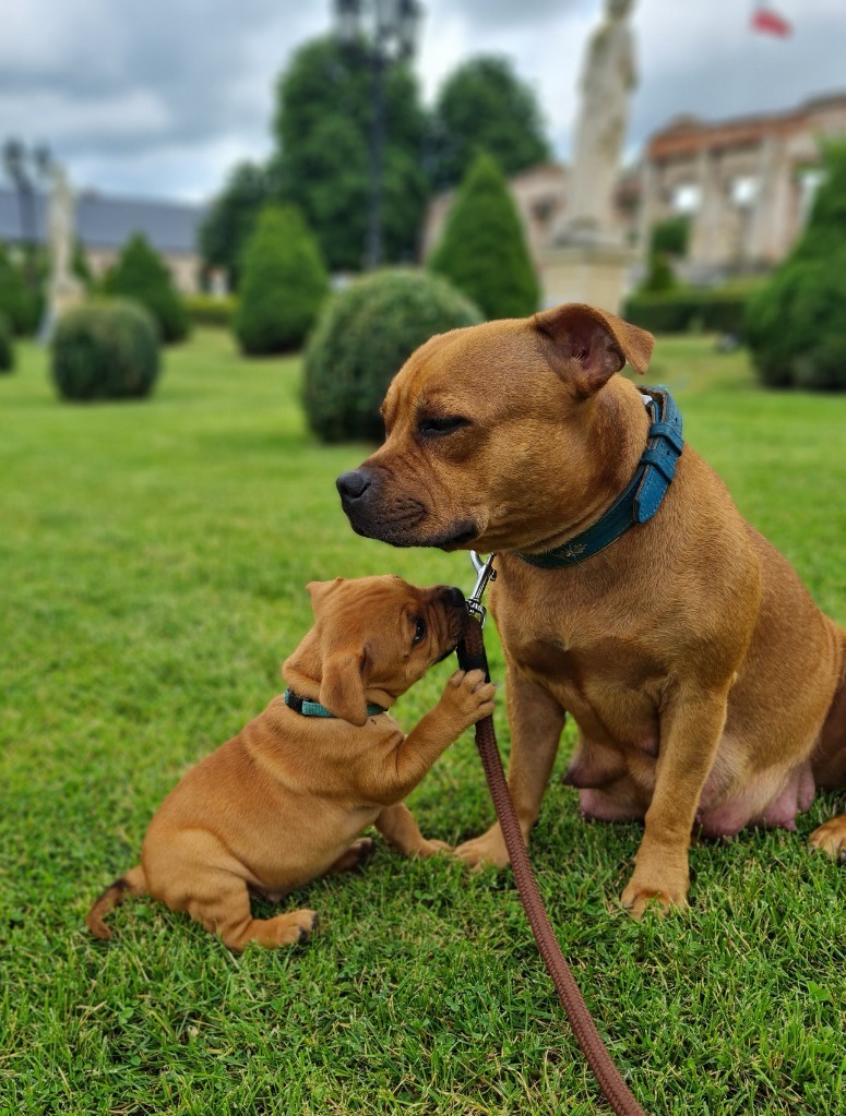 STAFFORDSHIRE BULL TERRIER Staffik stafik | Sobków | Ogłoszenie na ...