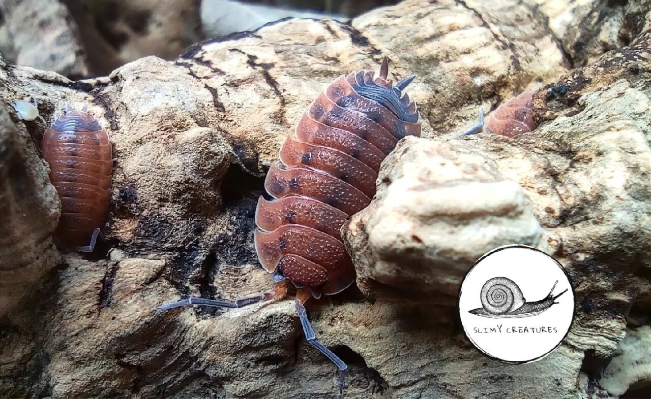 Porcellio scaber "Lava" isopod prosionki | Bielsko-Biała | Kup teraz na ...