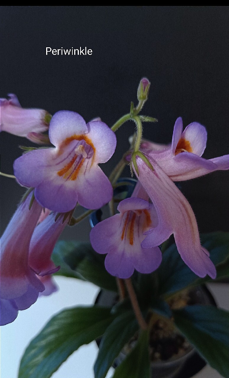 Primulina chirita Periwinkle Liść | Radzyń Podlaski | Kup teraz na ...