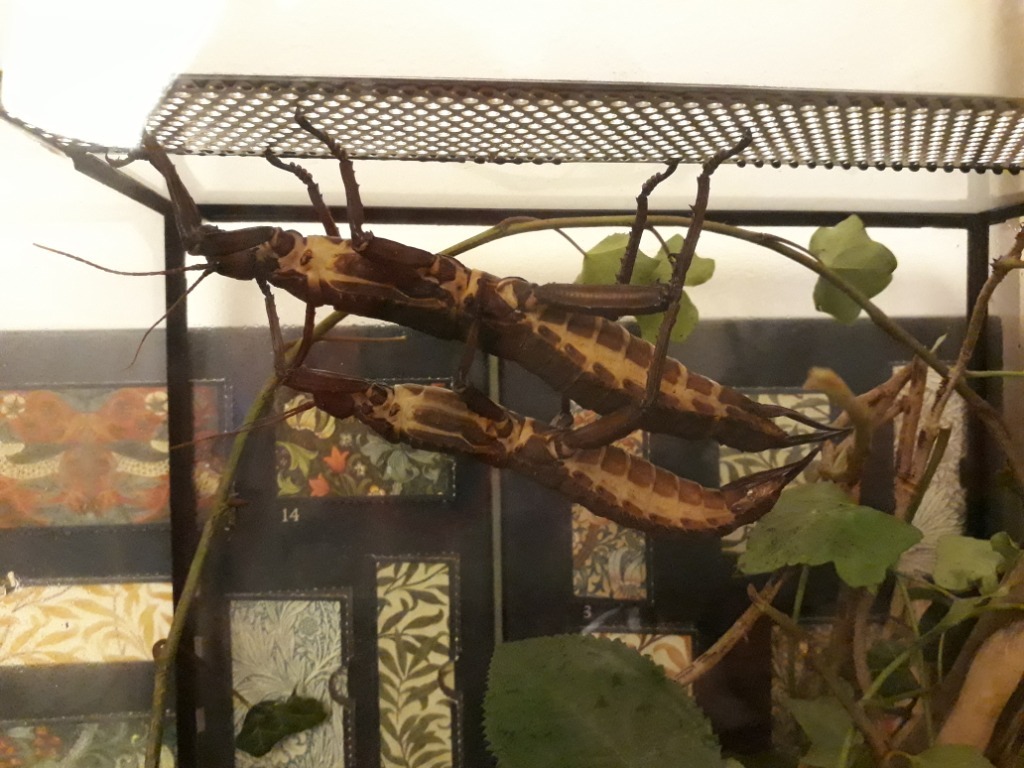 Straszyki nowogwinejskie eurycantha calcarata | Gdańsk | Ogłoszenie na ...