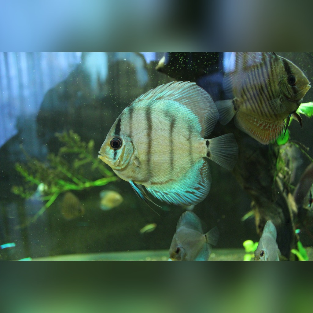 Ryby dyskowce paletki młode powyżej 8 cm | Olkusz | Ogłoszenie na ...