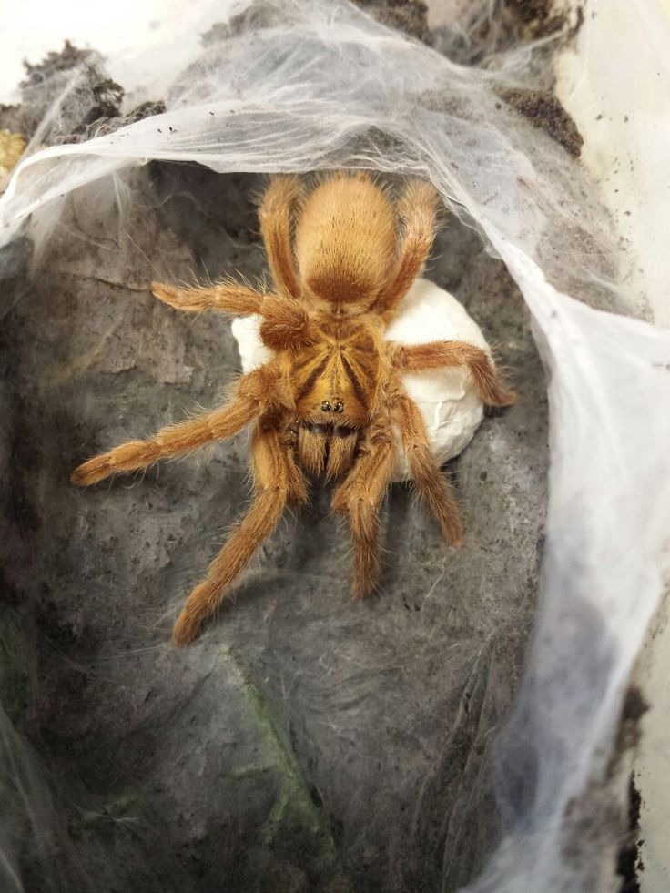 Neoholothele Incei Gold L3/4 | Żory | Kup teraz na Allegro Lokalnie