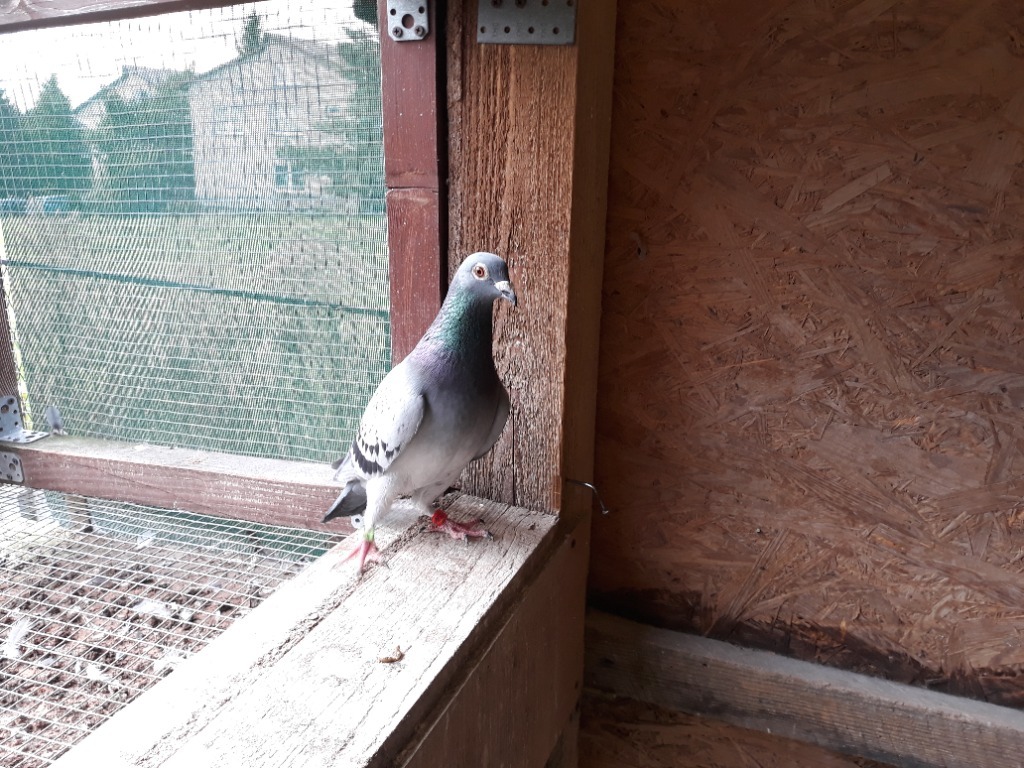 gołębie pocztowe samce z konkursami golebie golab | Żarki | Ogłoszenie ...