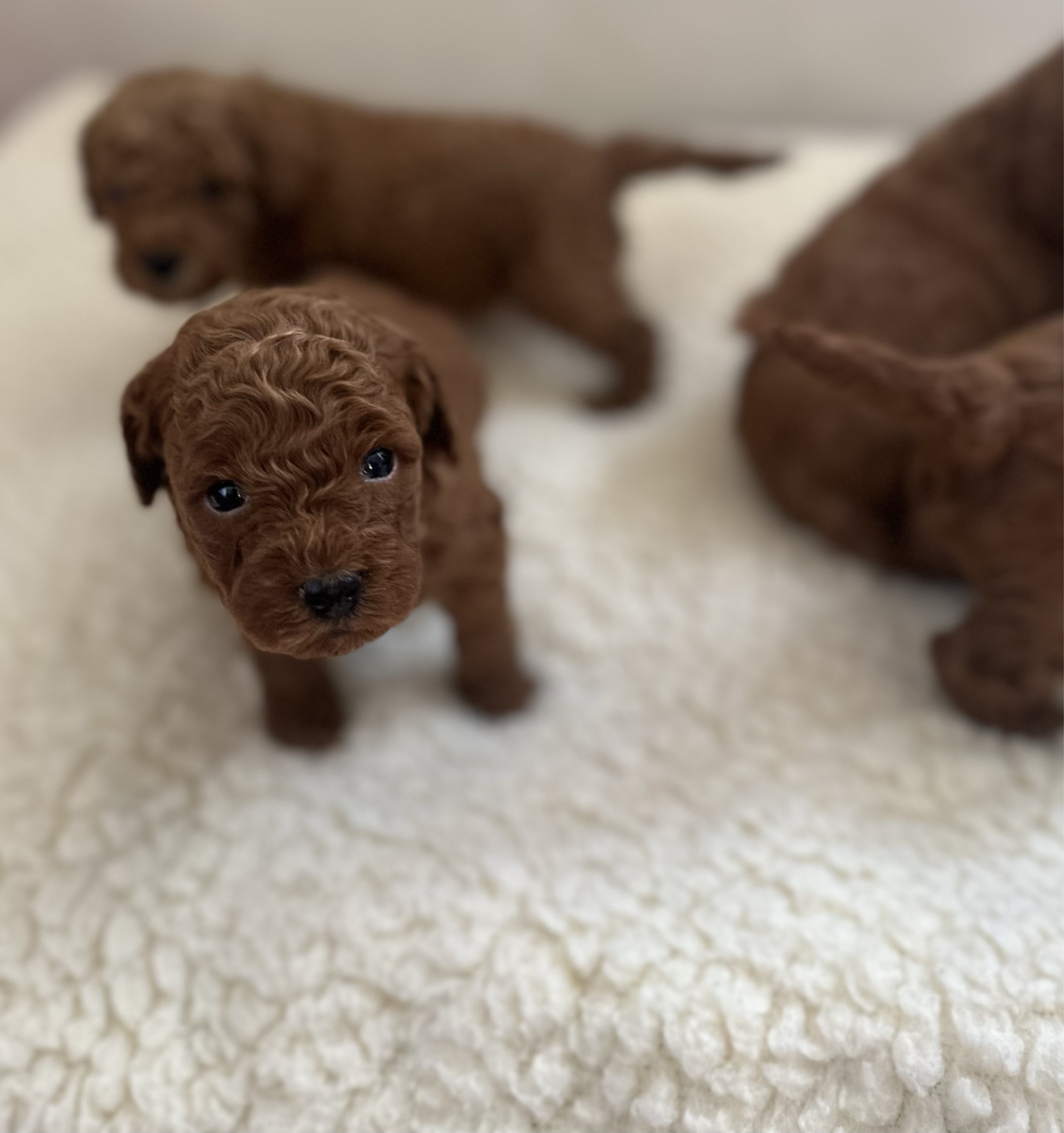 Pudel red toy miniatura | Radom | Ogłoszenie na Allegro Lokalnie