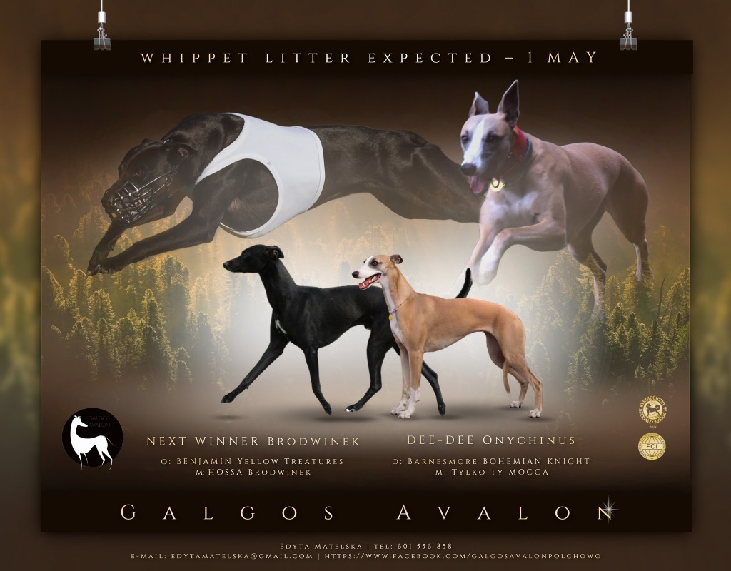 Whippet chart angielski - szczeniaki rasowe | Kamień Pomorski ...