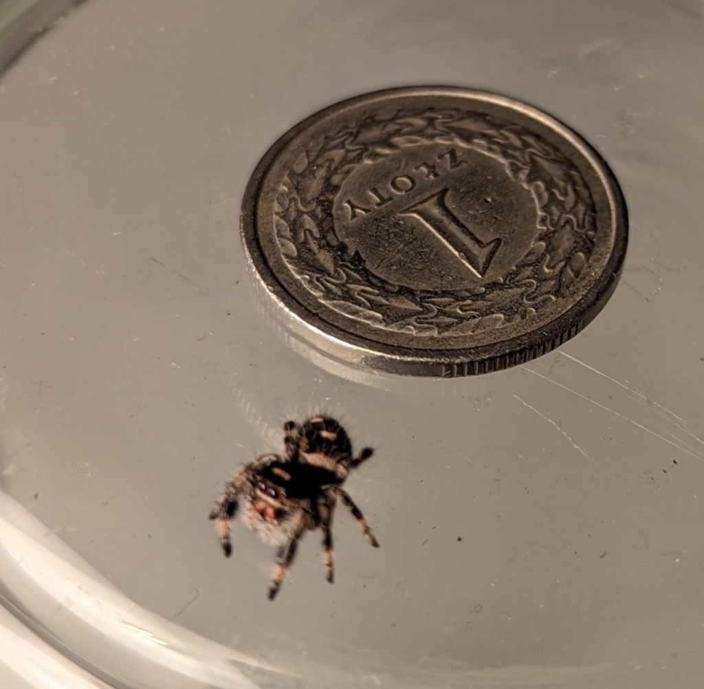 Phidippus regius Skakun Królewski młodocian samice | Wrocław | Kup ...
