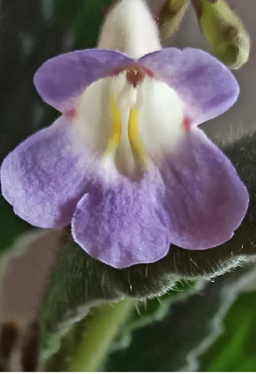 Primulina (chirita) Purpelina | Radzyń Podlaski | Kup teraz na Allegro ...