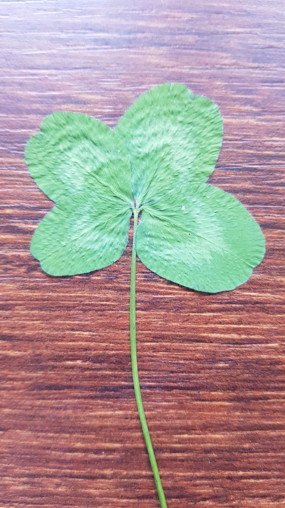 Czterolistna koniczynka koniczyna | Świątniki Górne | Kup teraz na ...