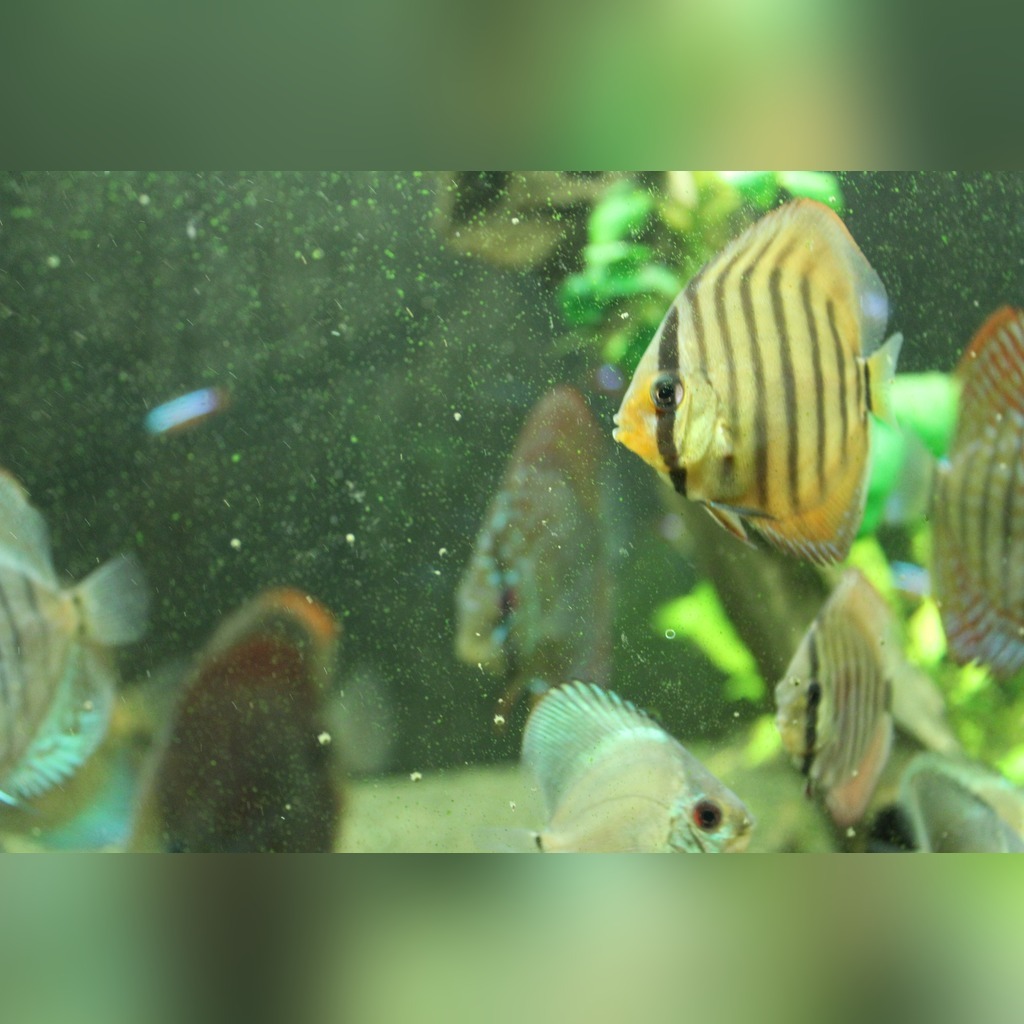 Ryby dyskowce paletki młode powyżej 8 cm | Olkusz | Ogłoszenie na ...