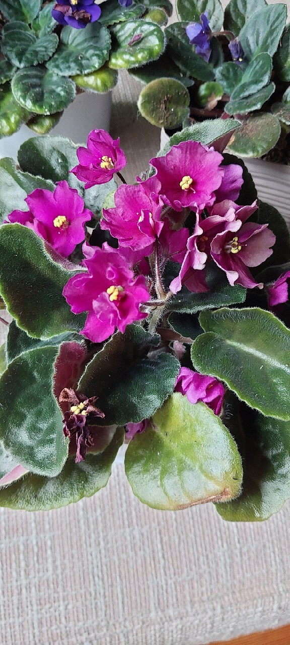 Fiołek afrykański chabrowy fuksja duża sadzonka | Kobylnica | Kup teraz ...