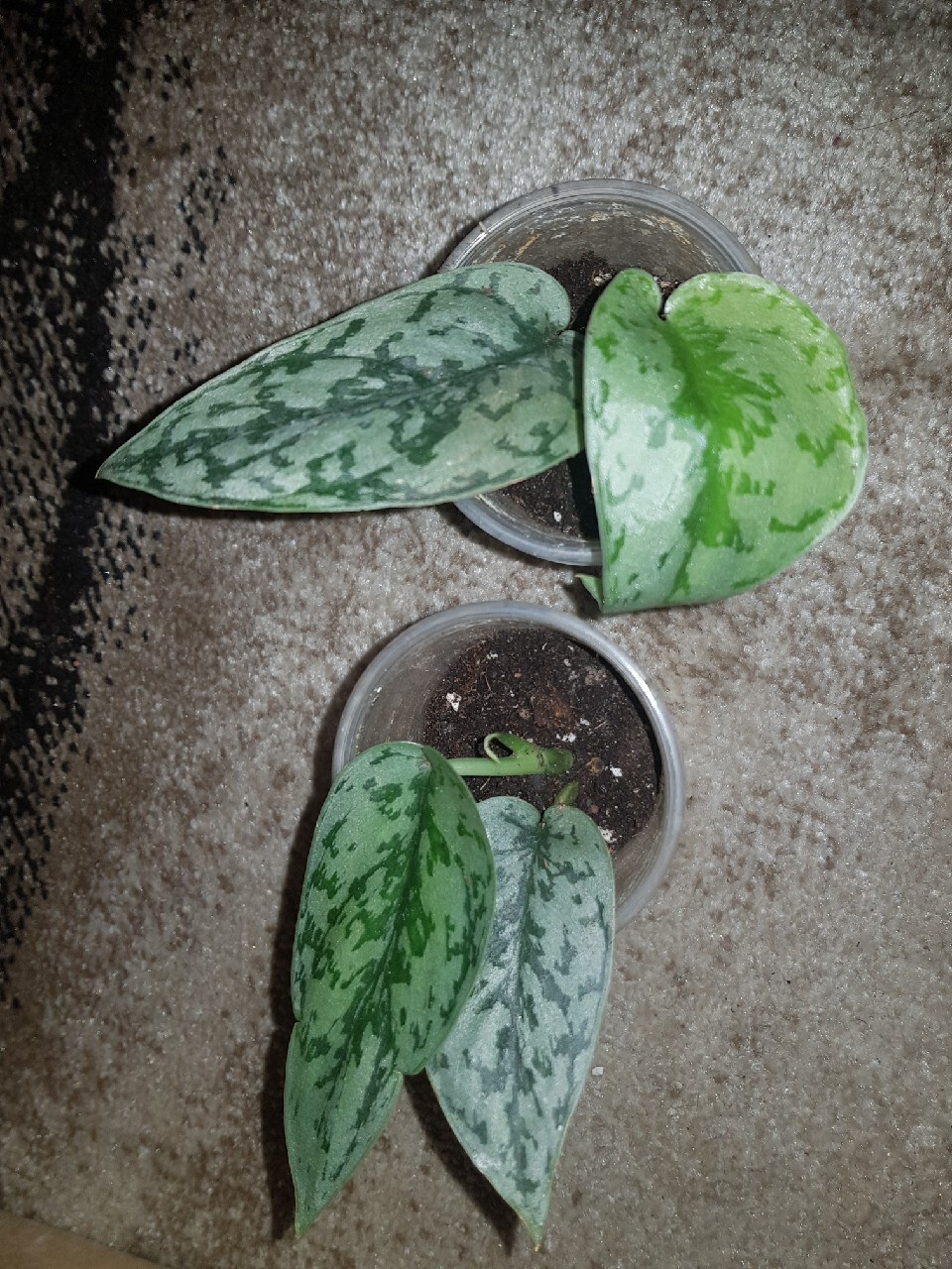 Scindapsus Silver Lady - Niska cena na Allegro.pl