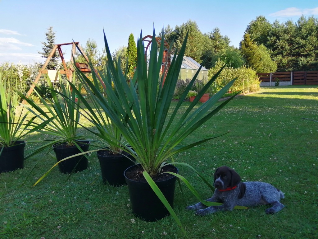 Juka karolińska ogrodowa jucca roślina 90 cm | Ruda Białaczowska | Kup ...