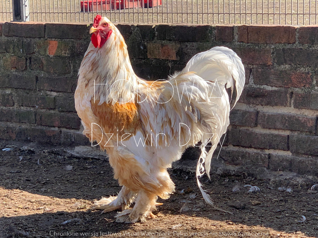 brahma brahmy lemon olbrzymie i inne jaja ptaki | Gizałki | Ogłoszenie ...