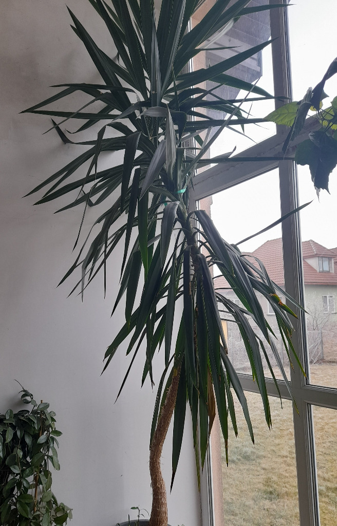 Juka Wysoka - Rośliny i kwiaty doniczkowe - największy wybór roślin ...