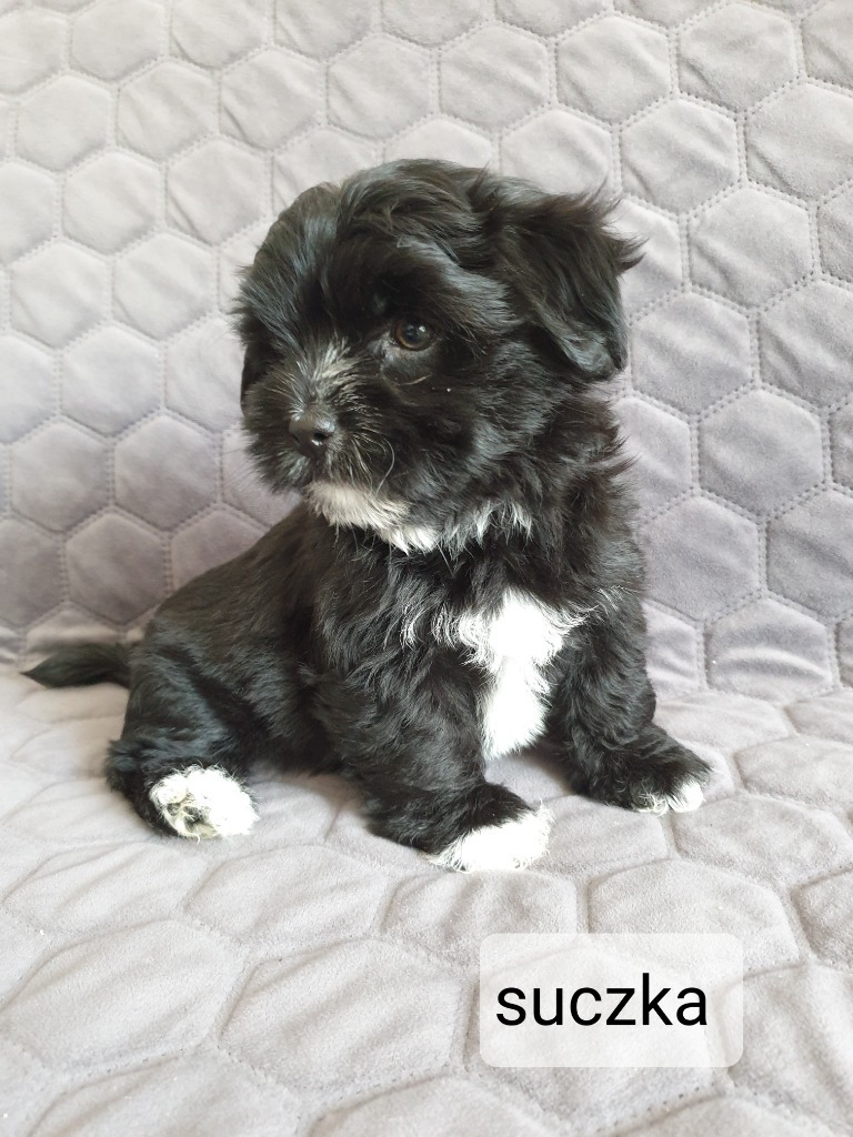 Hawańczyki pieski i suczki | gdańsk | Ogłoszenie na Allegro Lokalnie