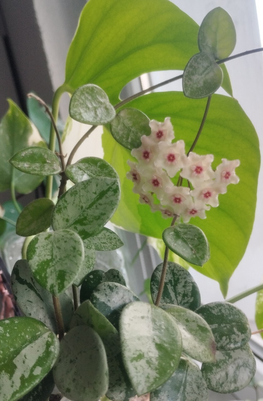 Hoya mathilde splash | Gdańsk | Ogłoszenie na Allegro Lokalnie