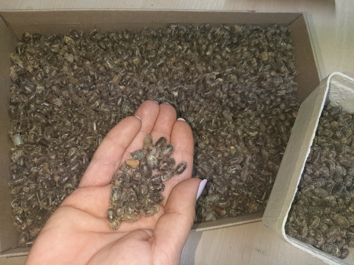 KOKONY - PSZCZOŁY MURARKI OGRODOWEJ - 1000 szt | Łomianki | Kup teraz ...