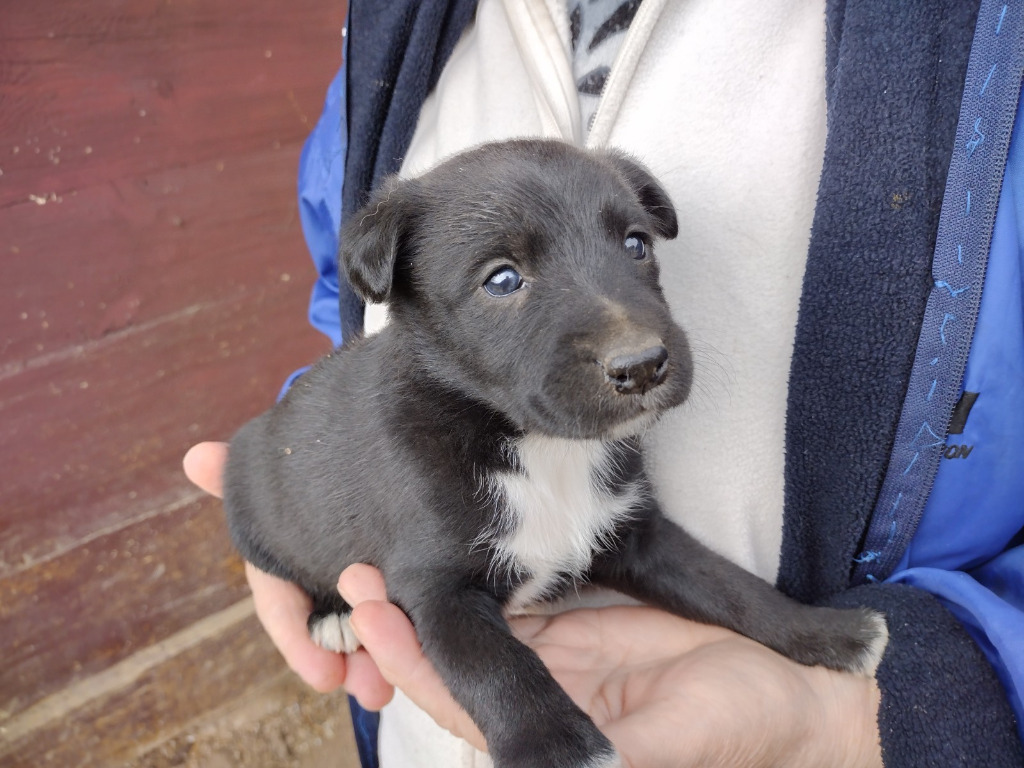 Pieski Szczeniaki Rasowe | Boćki | Ogłoszenie na Allegro Lokalnie