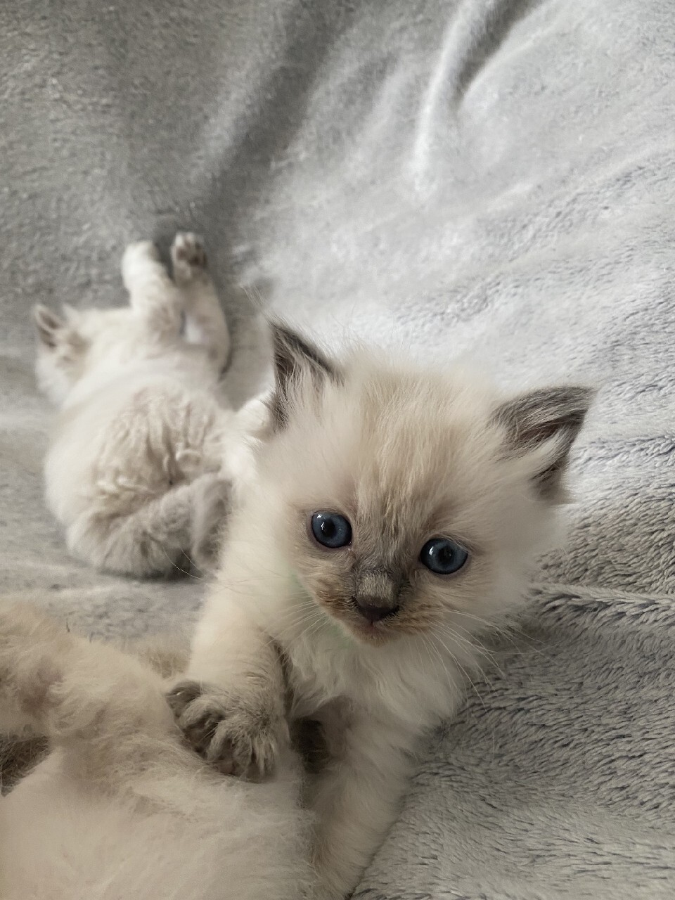 Koty rasy Ragdoll | Tarnów | Kup teraz na Allegro Lokalnie