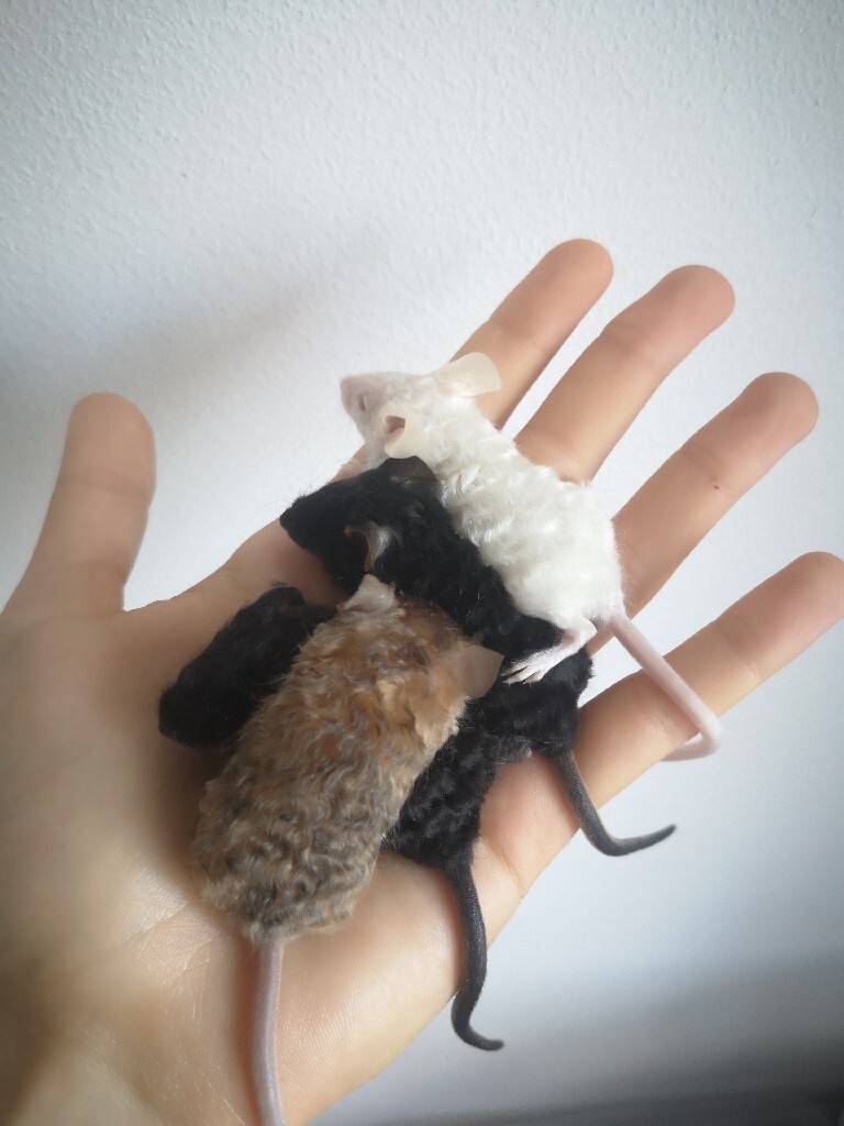 Myszy Rasowe, Myszki Rasowe, Myszy, Myszki | Olsztyn | Ogłoszenie na ...