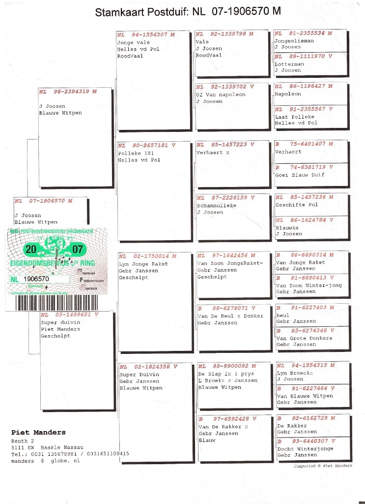 Gołąb pocztowy Schellens X Janssen | Gliniana Góra | Ogłoszenie na ...