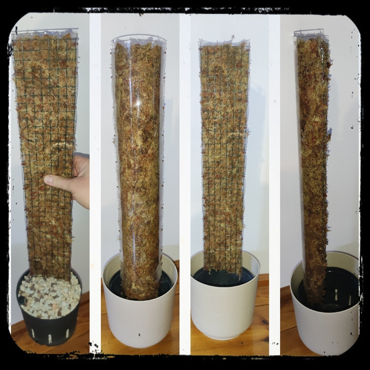 Palik grow vertical 50/11 cm z mchem sphagnum | Bydgoszcz | Kup teraz ...