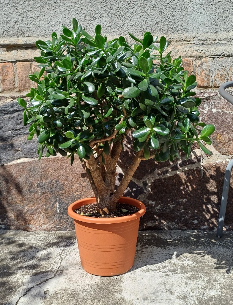 Grubosz drzewko szczęścia łac Crassula ovata | Jenin | Ogłoszenie na ...