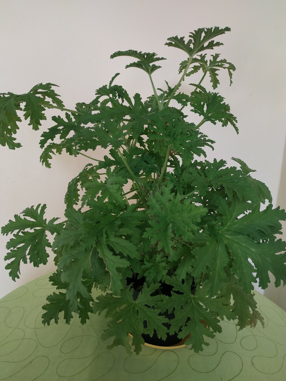 Bardzo ładne geranium anginka cytrynka 45cm | Kobyłka | Kup teraz na ...