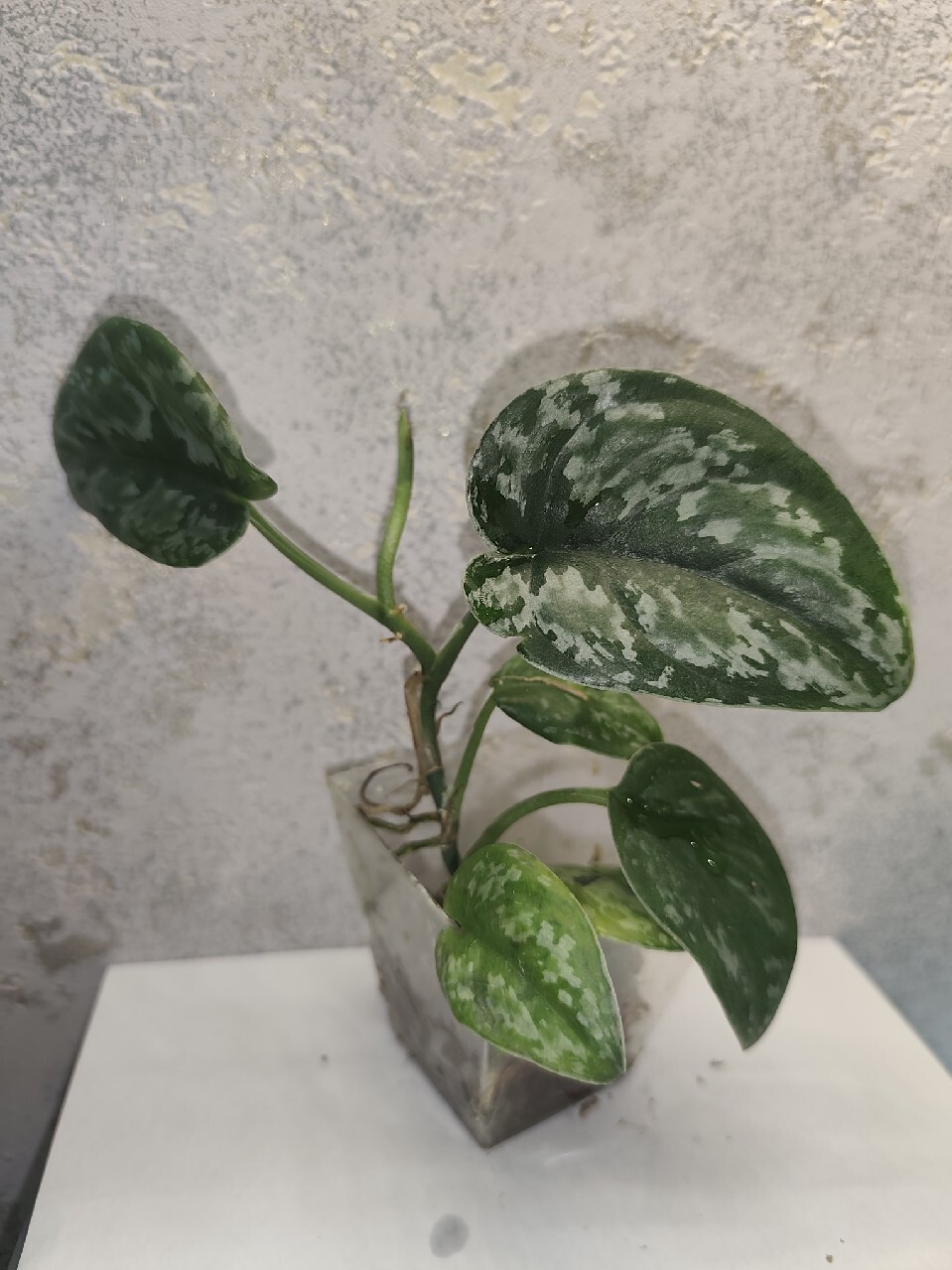 Scindapsus Dark Princess tricolor | Lubartów | Kup teraz na Allegro ...