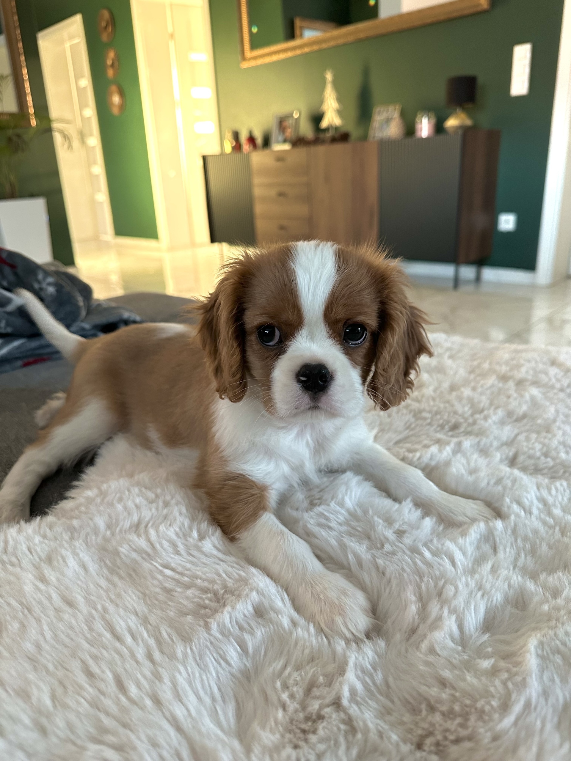 Szukasz "Cavalier King Charles Spaniel" w Psy na sprzedaż, do oddania i ...