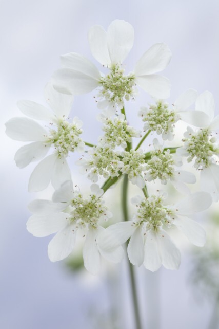 Orlaya grandiflora Biały koronkowy kwiat Orlaja | Sietesz | Kup teraz ...