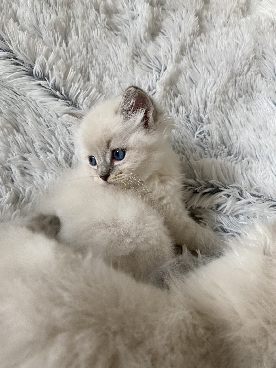 Koty rasy Ragdoll | Tarnów | Kup teraz na Allegro Lokalnie