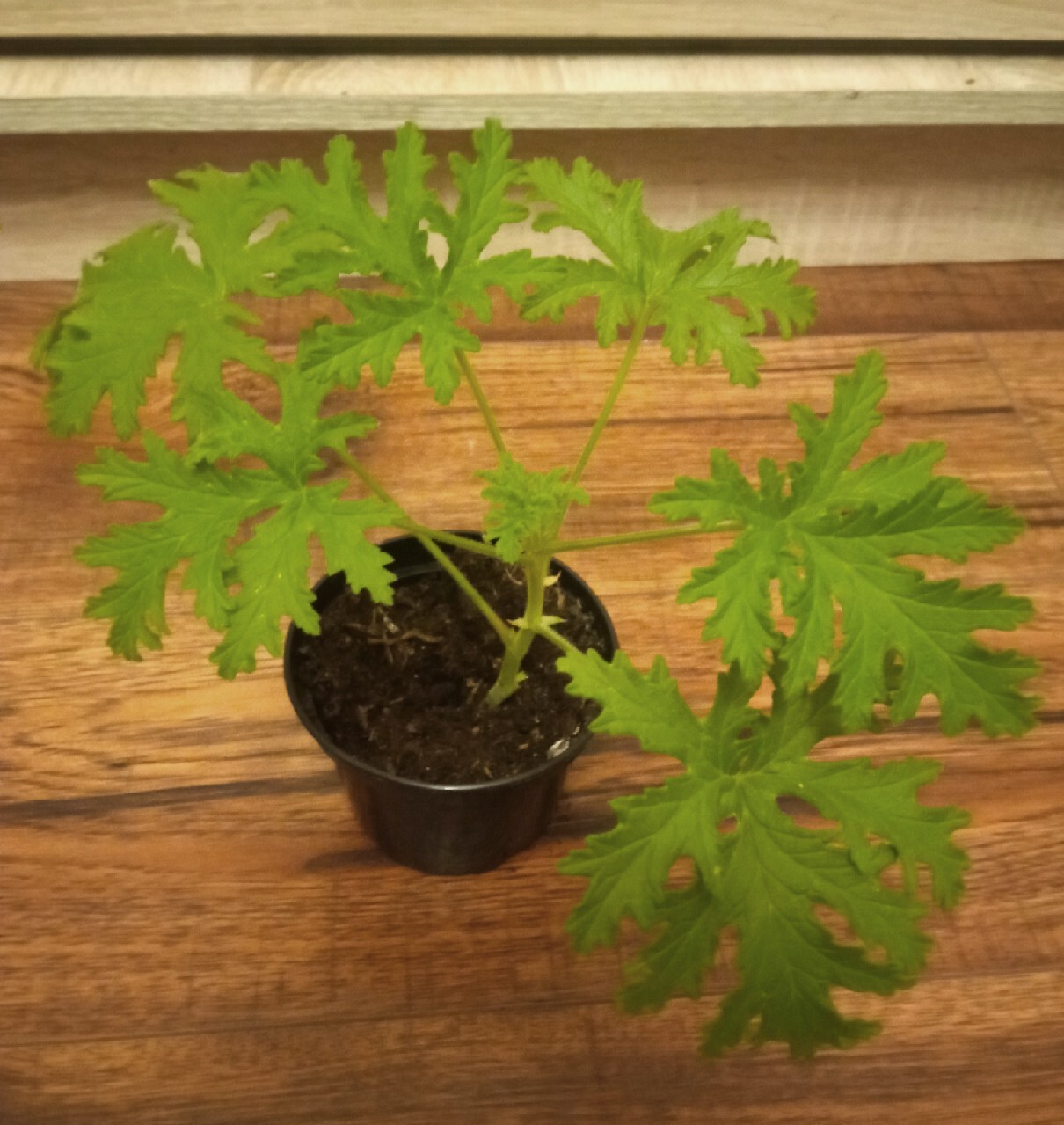 Pelargonia pachnąca geranium anginka cytrynka | Jasło | Kup teraz na ...