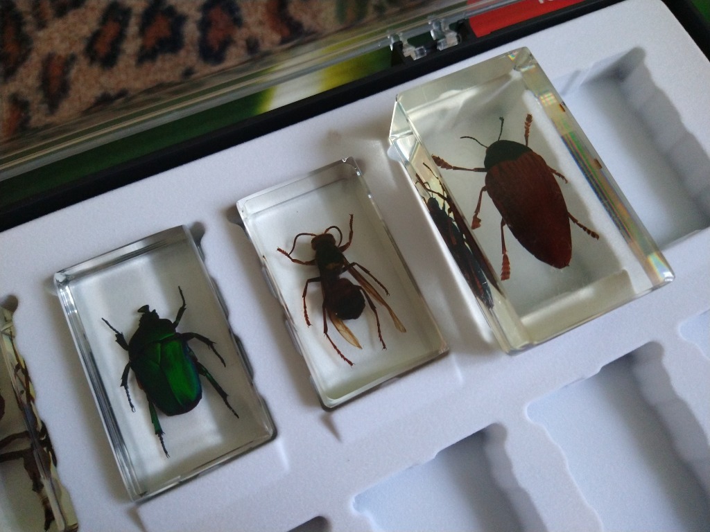 Kolekcja Owady i inne prawdziwe pajęczaki. | Świecie | Kup teraz na ...