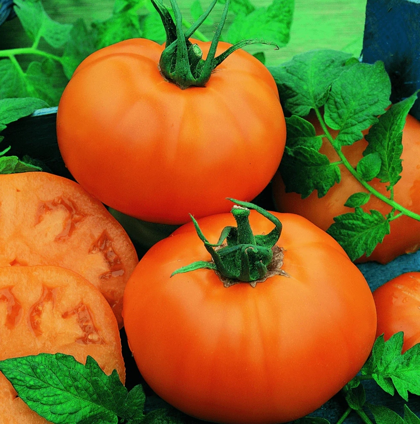 AMANA ORANGE USA Pomidor Kolekcjonerski | Serock | Kup teraz na Allegro ...