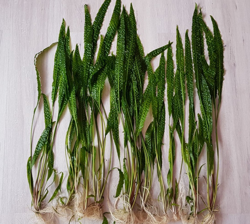 Ogromna Kryptokoryna Karbowana wysokość min. 60cm | Jaworzno | Kup ...