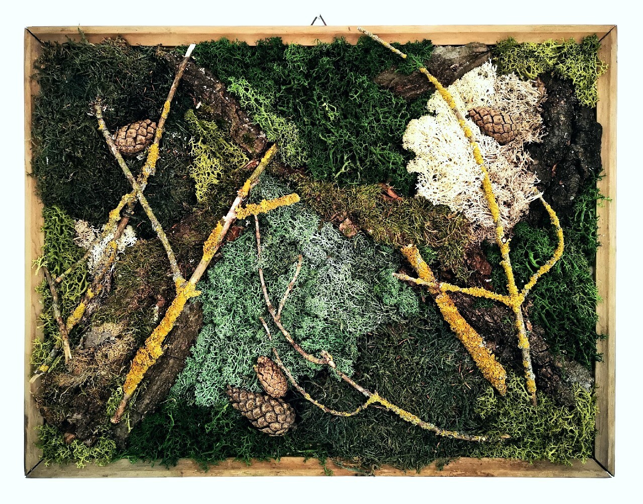 Żywy obraz mech chrobotek obraz 3D trójwymiarowy | Poznan | Kup teraz ...