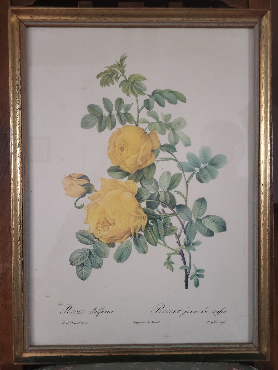 ! Róże - Stary - Sztuka - Allegro.pl