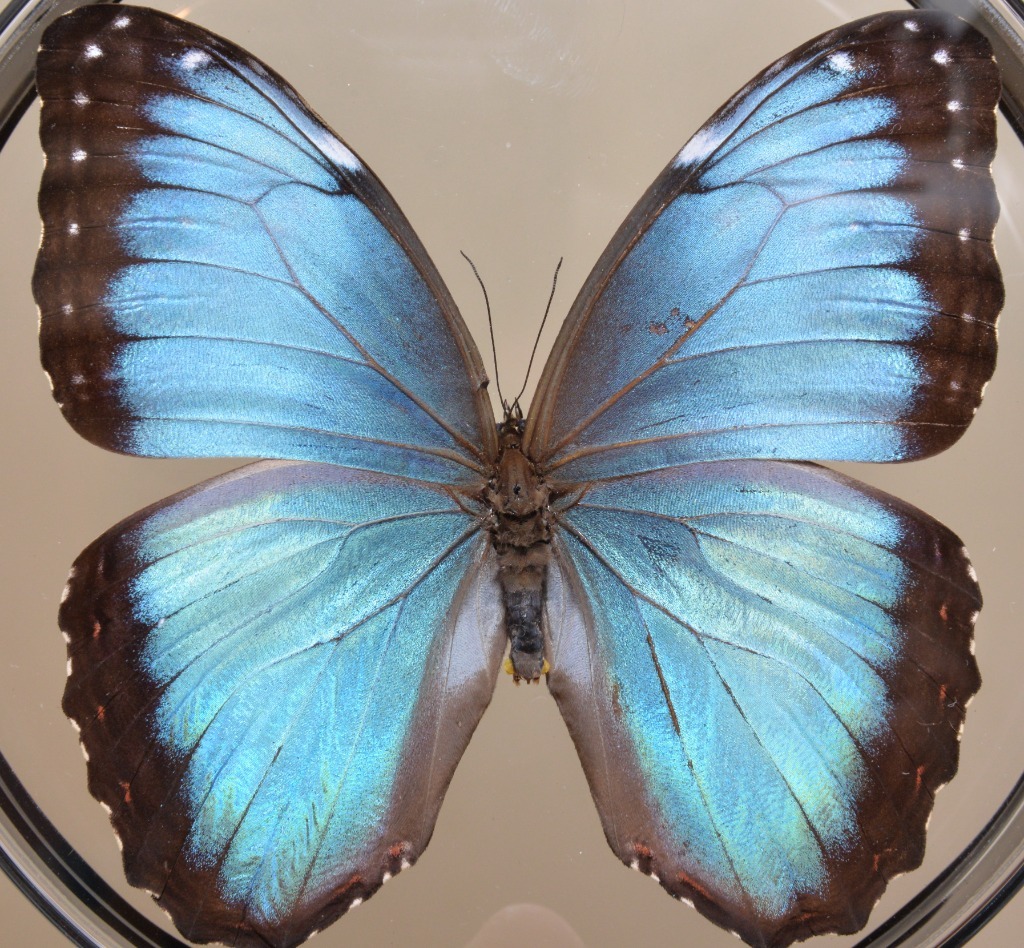 Gablotka MPE3 dwustronna motyl Morpho peleides | Częstochowa | Kup teraz na Allegro Lokalnie