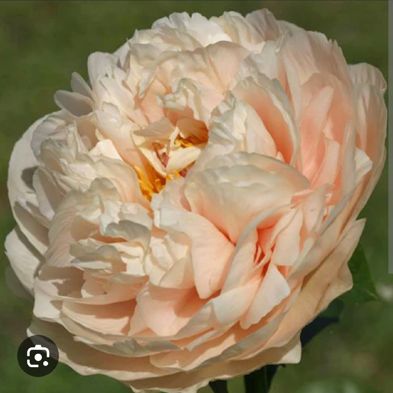 Piwonia Pastelegance - Niska cena na Allegro.pl