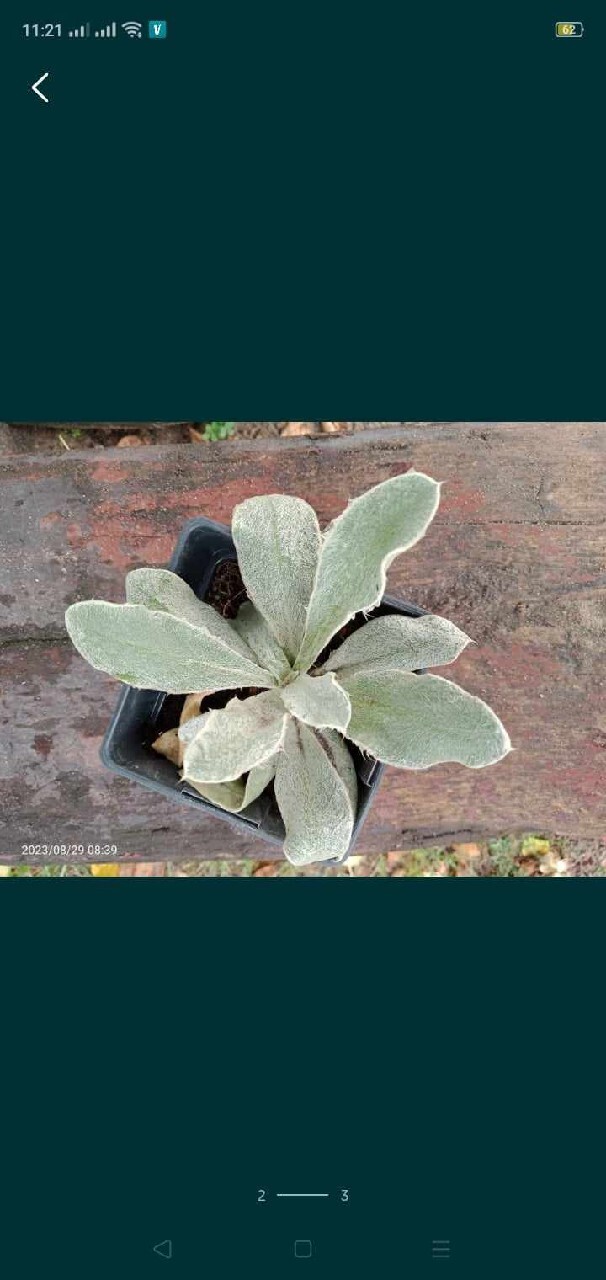 Firletka omszona sadzonka | Gostynin | Kup teraz na Allegro Lokalnie