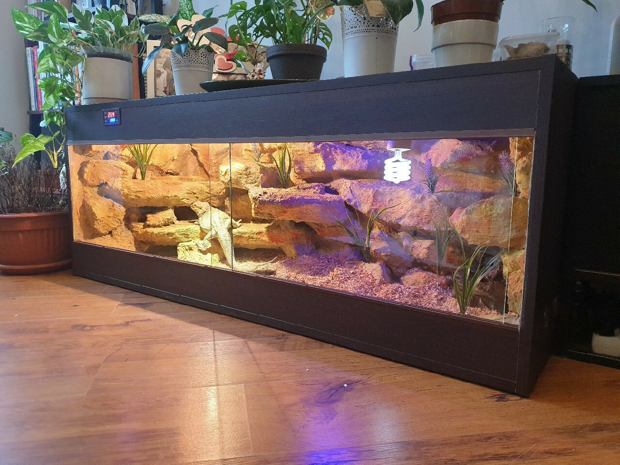 Terrarium agama brodata | Wrocław | Kup teraz na Allegro Lokalnie