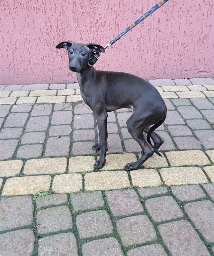 Charcik włoski ZKwP FCI | Inowrocław | Ogłoszenie na Allegro Lokalnie